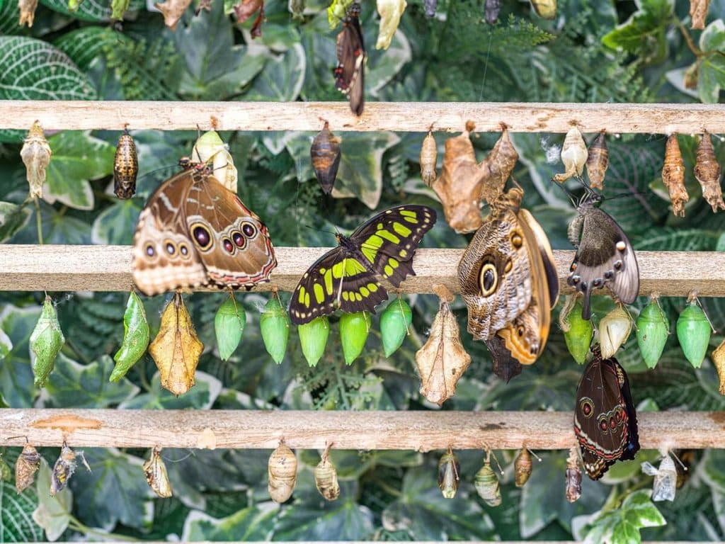 La fantástica y colorida Casa de las Mariposas reabre sus puertas en ...