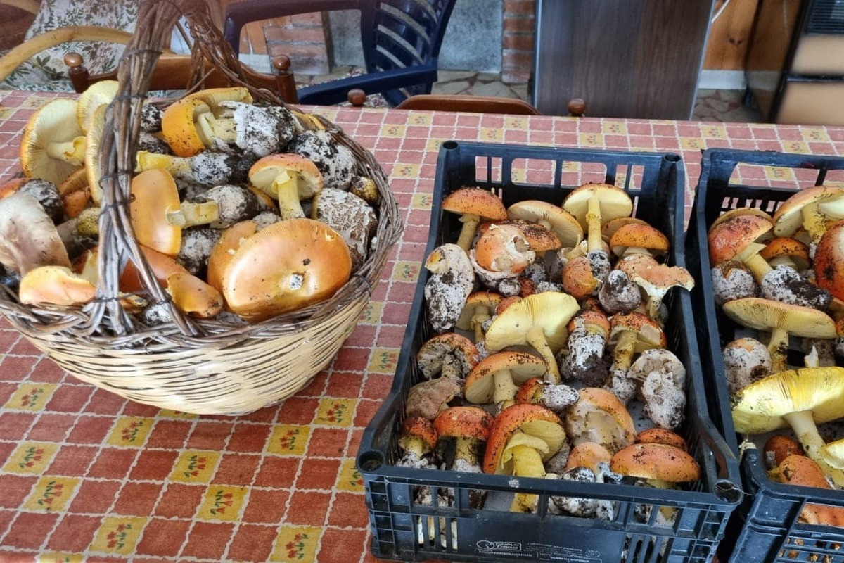 10 sagre nel Lazio da non perdere quest’autunno (2025)