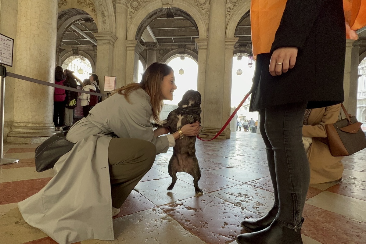 Para o museu com o seu cão em Roma: o passeio 2025 com serviço gratuito