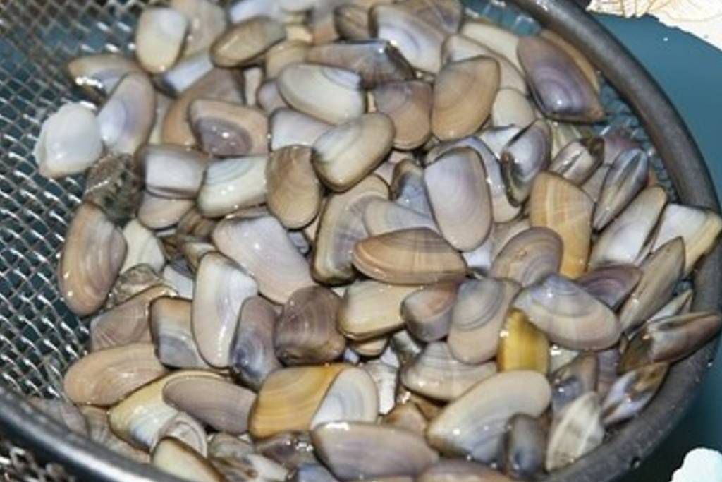 Sagra della Tellina 2025 a Ostia: Programma Completo di Dibattiti ...