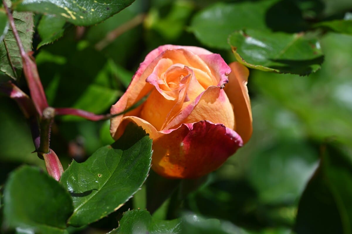 The Rose Garden of Rome reopens: the spectacle of the autumn bloom can ...