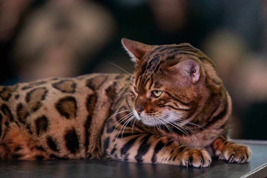 Over 600 cats from all over the world: in Rome, Italy's largest feline show