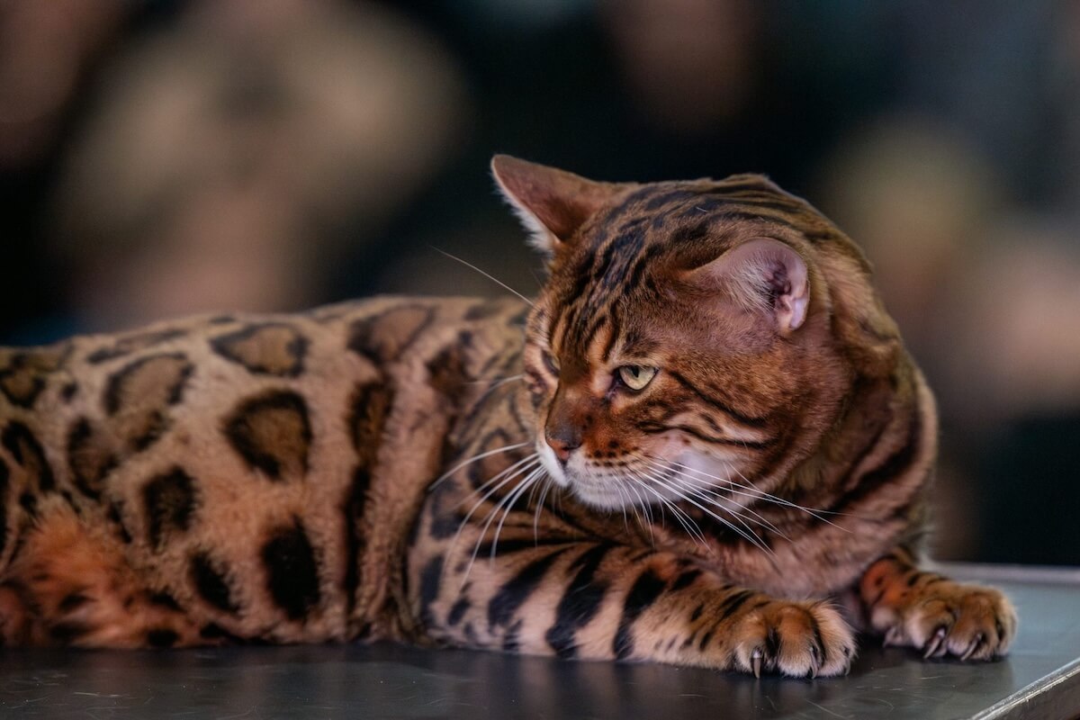 Over 600 cats from all over the world: in Rome, Italy's largest feline show