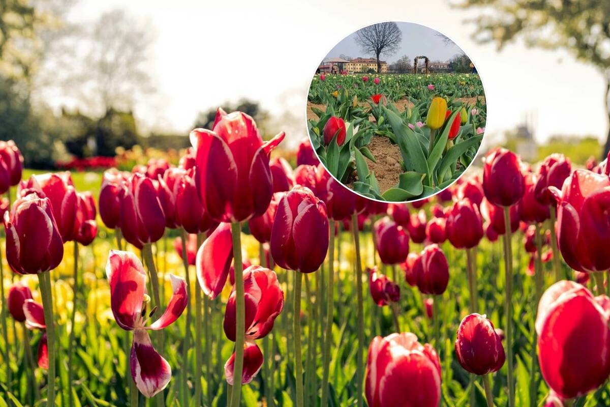 At the end of the month, a real corner of the Netherlands reopens in ...