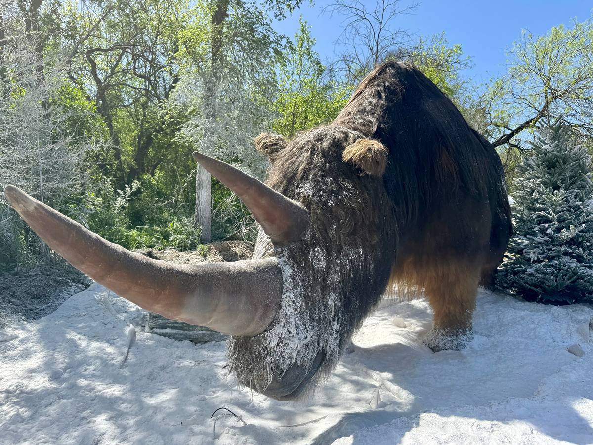 Giants Of The Ice Age Are Currently On Display At San Antonio Zoo