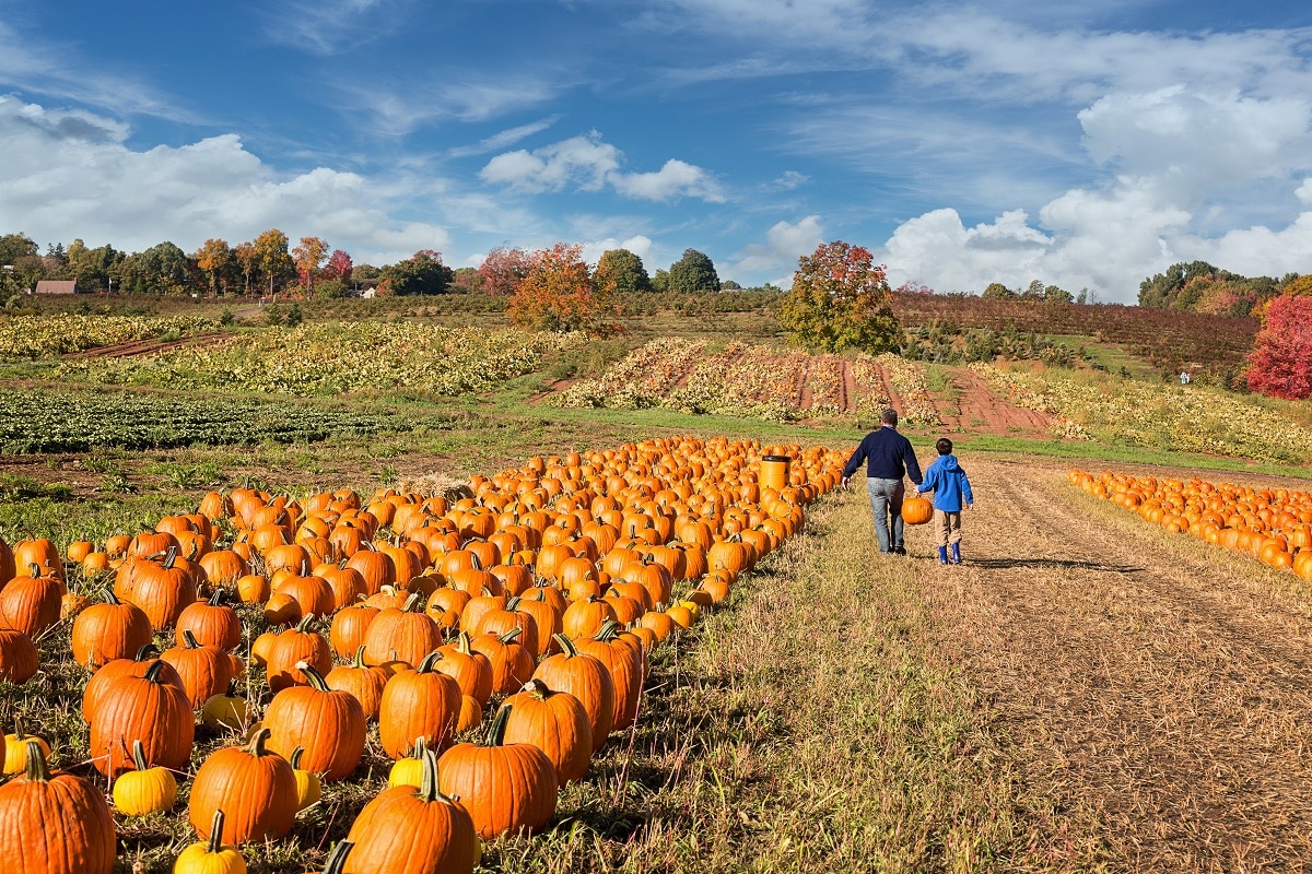This Dreamy SoCal Pumpkin Patch Features Halloween Contests, Tractor ...