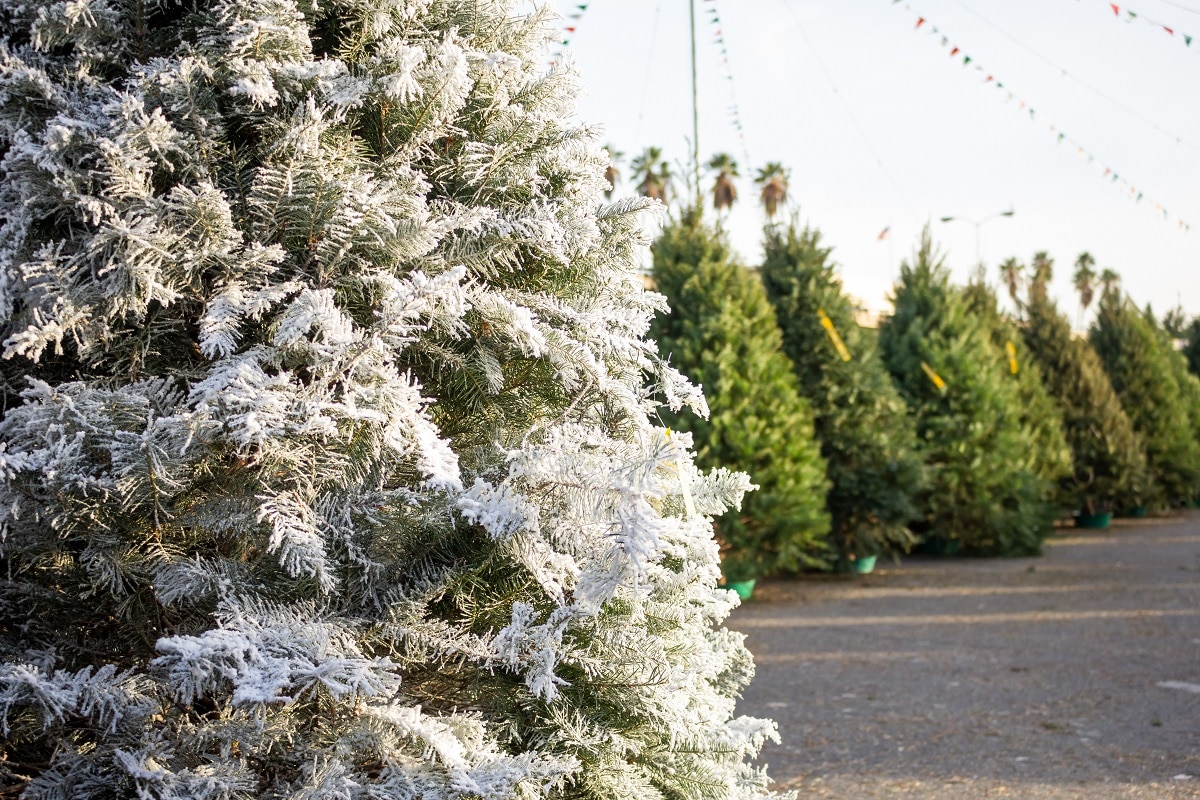 Check Out The 7 Best Spots To Get A Christmas Tree Around San Diego