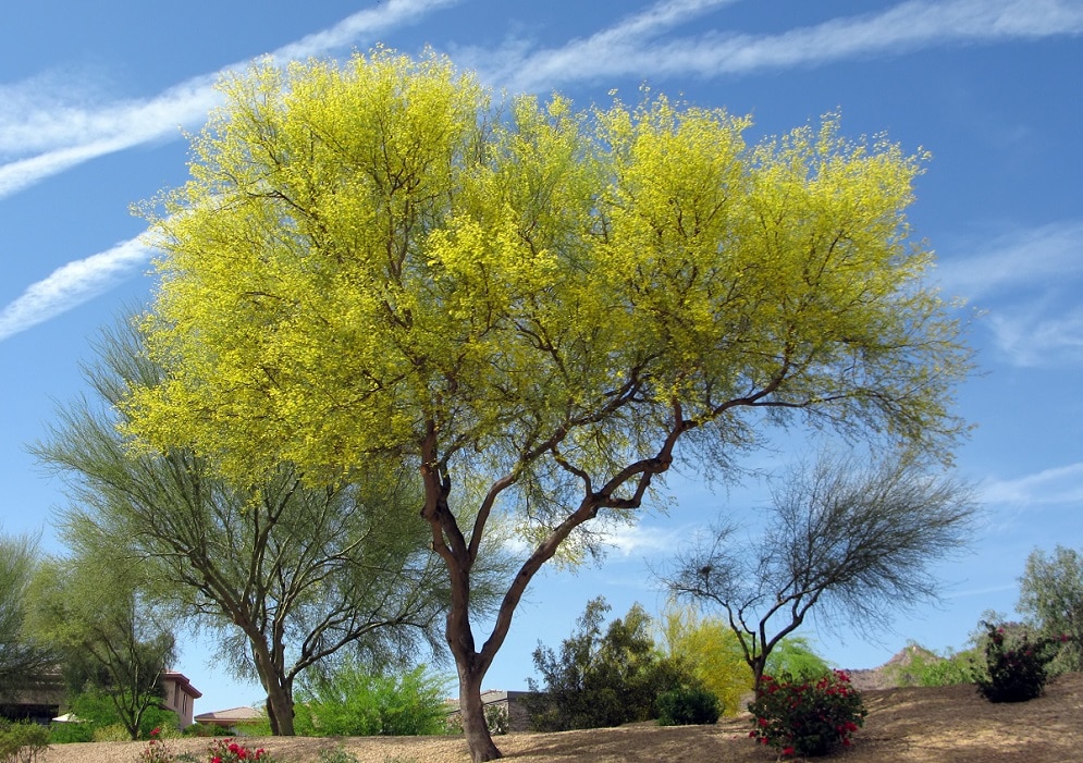 Check Out San Diego's Most Stunning Flowering Trees - Secret San Diego