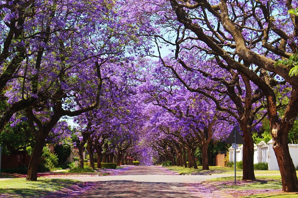 Check Out San Diego's Most Stunning Flowering Trees - Secret San Diego