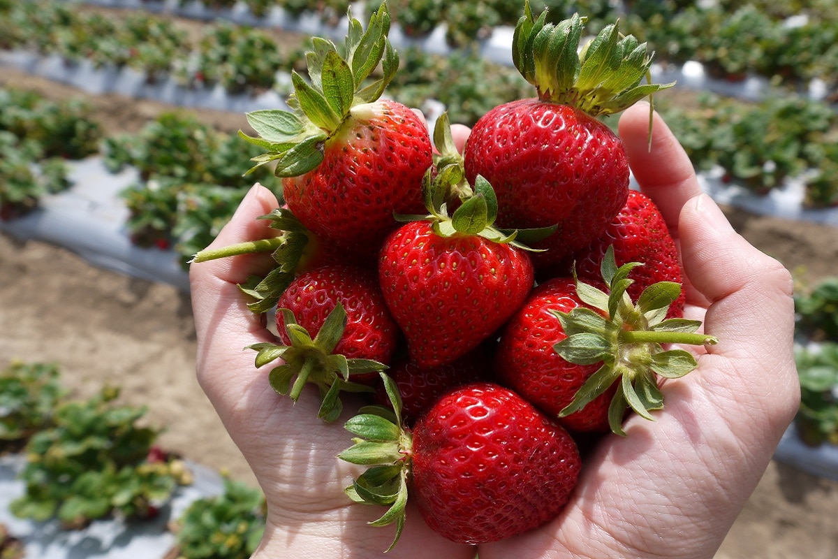 Pick Your Own Strawberries And Explore A Sunflower Maze This Summer