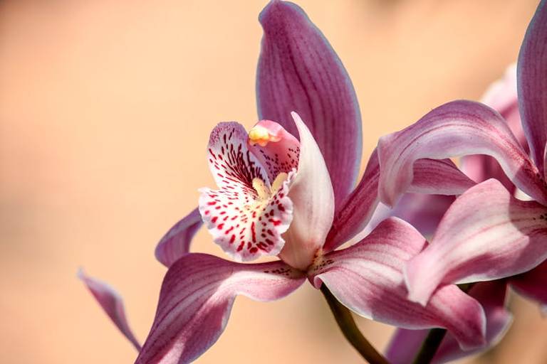 21 Springy Things To Do This May In San Diego