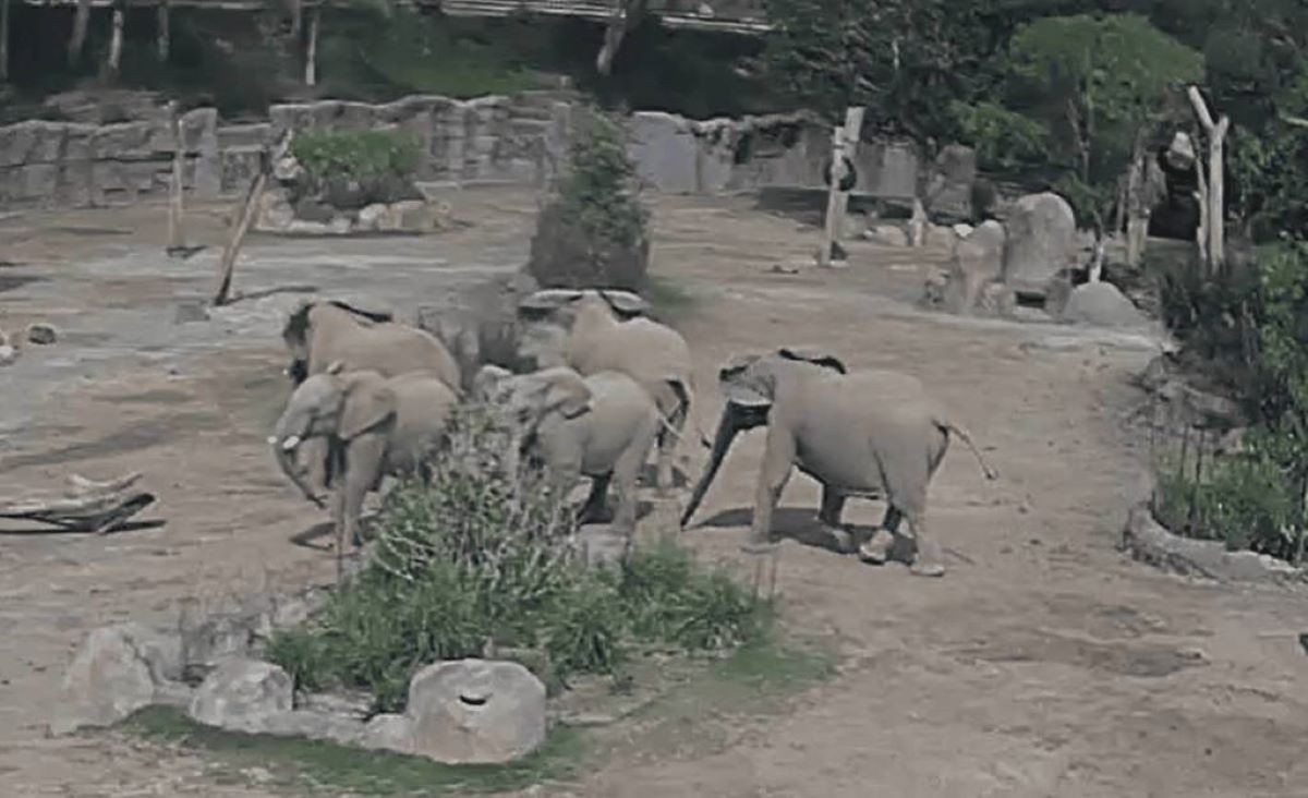Here's The Viral Video Of Elephants Forming An Alert Circle During ...