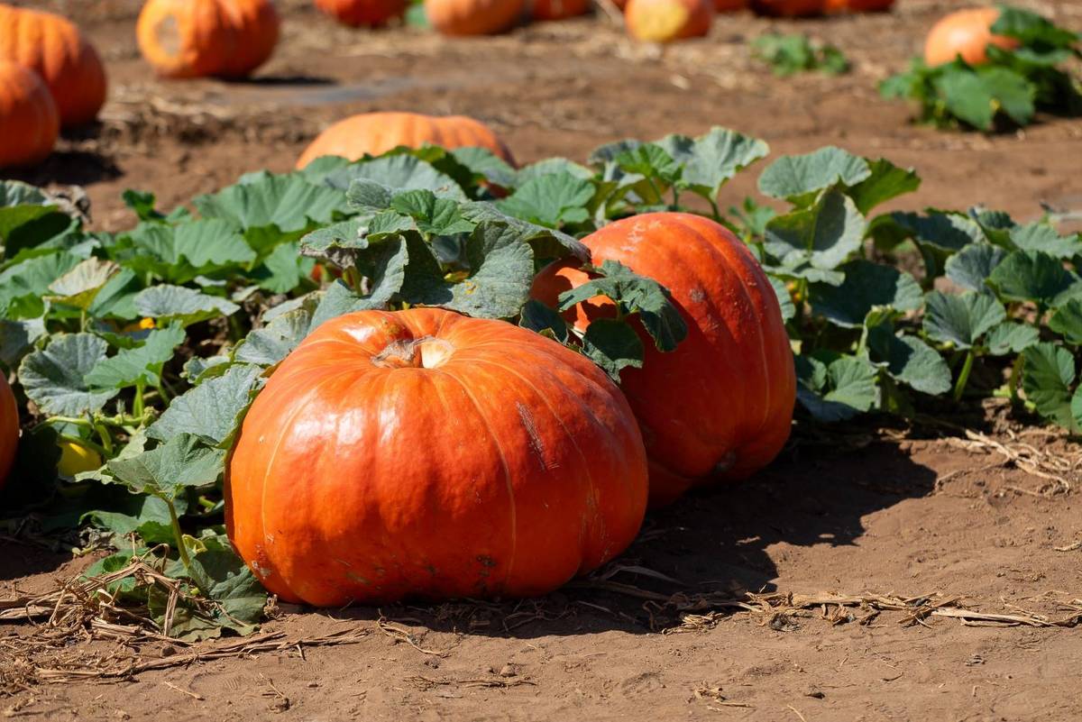Conoce el huerto de calabazas con un bar clandestino y un laberinto ...