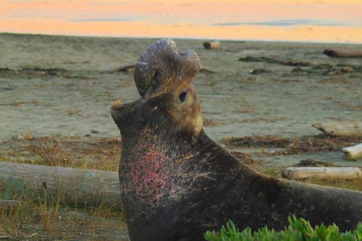 Here’s How You Can See The Elephant Seals Now At Point Reyes - Secret ...