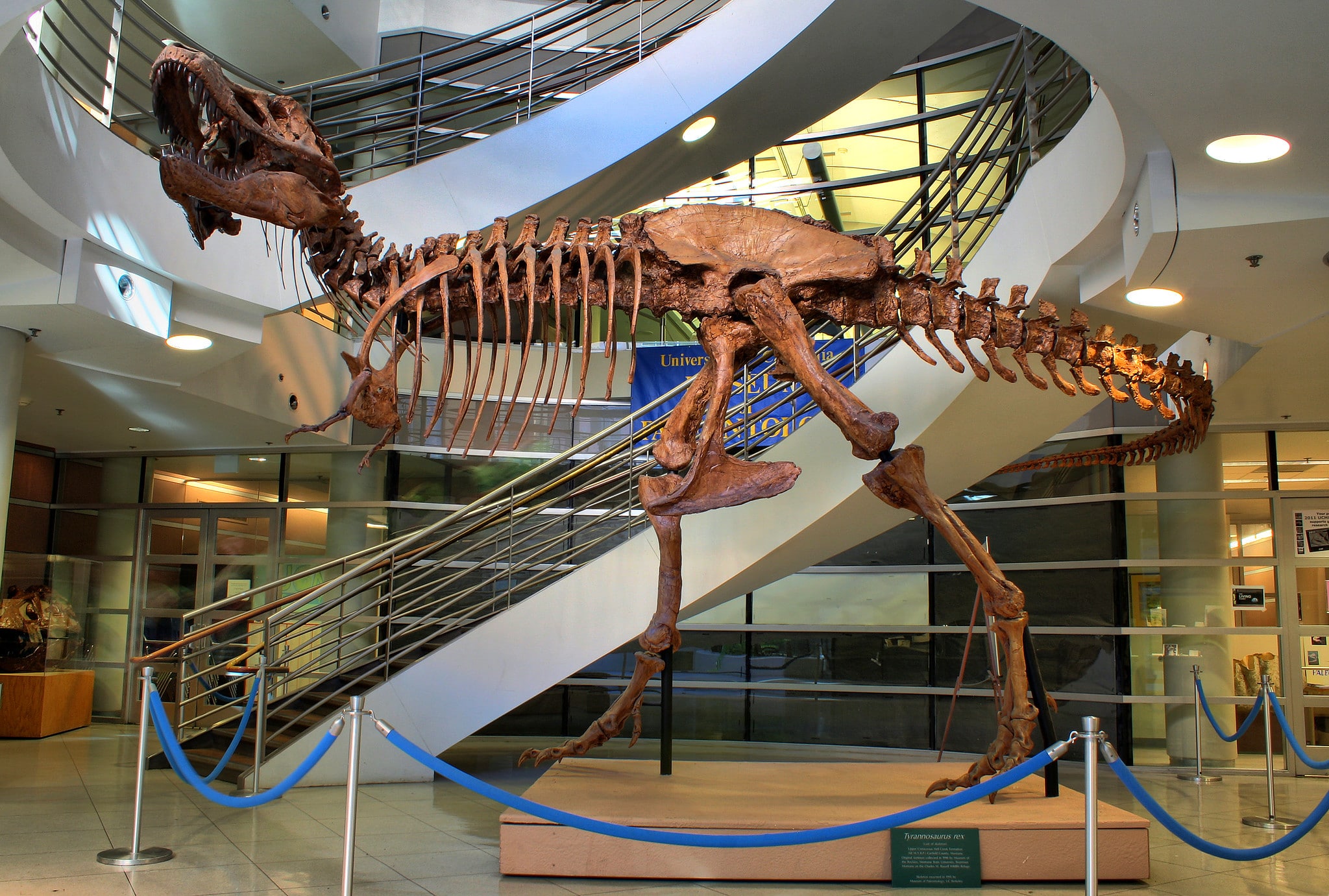 This T Rex Skeleton At UC Berkeley Is One Of The Most Complete Ones To