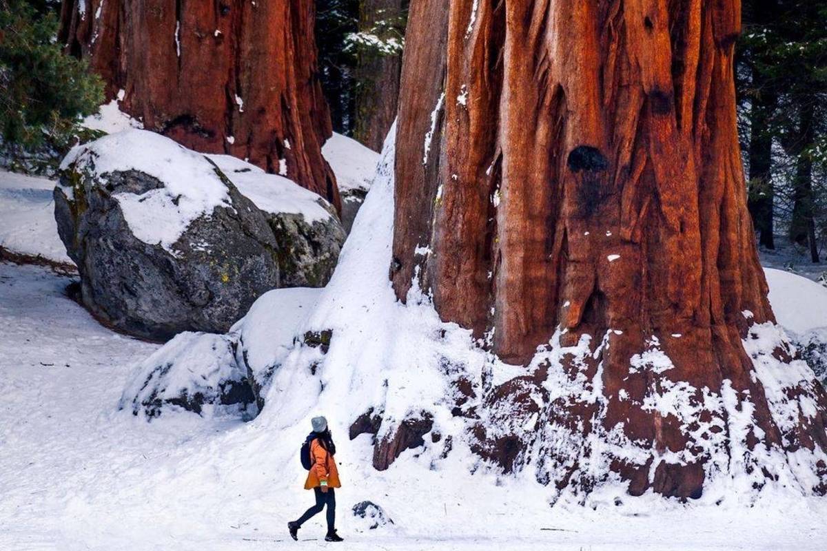 You Have To See These Amazing Photos of Giant Sequoias In The Snow