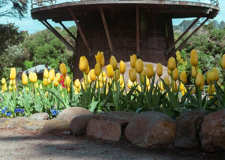 10,000 Tulips Are Blooming SF's Queen Wilhelmina Tulip Garden