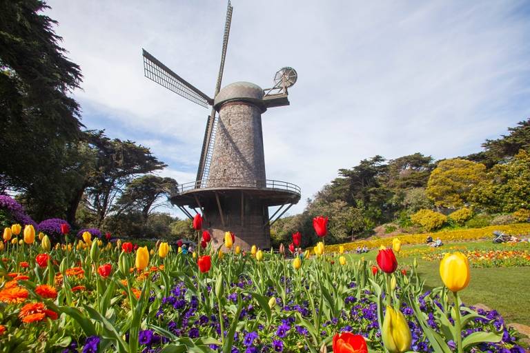 10,000 Tulips Are Blooming SF's Queen Wilhelmina Tulip Garden