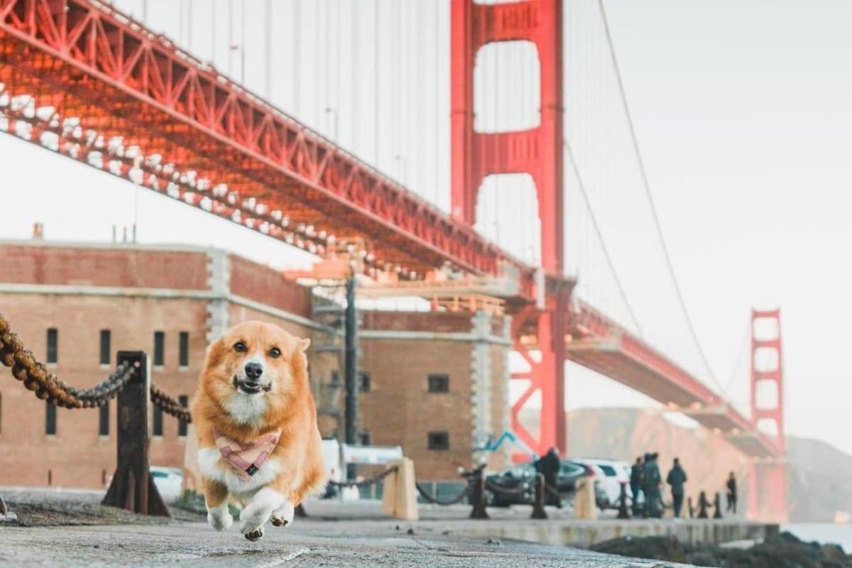 10 Adorable San Francisco Dogs With A Better Instagram Feed Than You