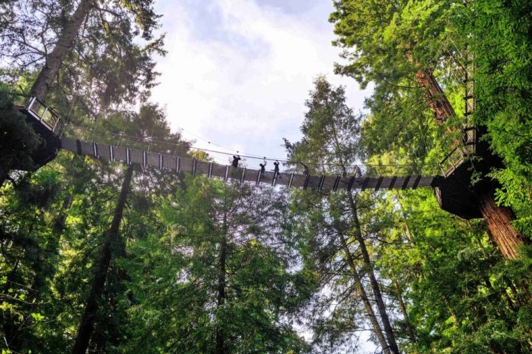 This Redwood Sky Walk Is One Of CA's Most Epic Attractions