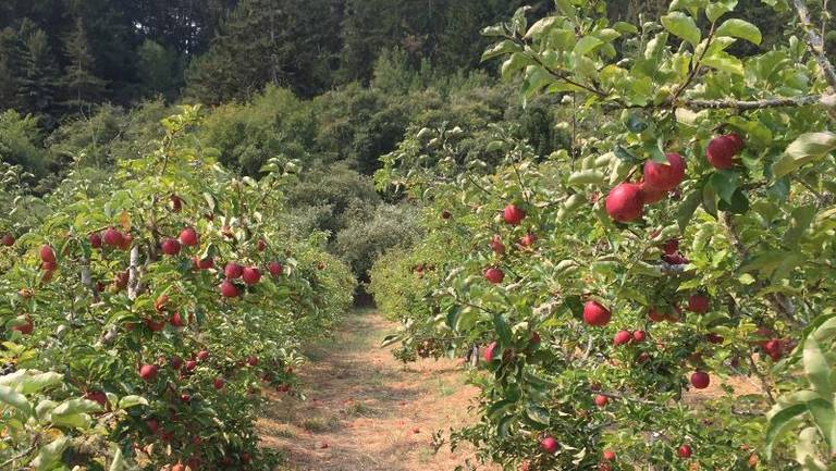 9 Orchards For Apple Picking In The Bay Area This Fall 2025