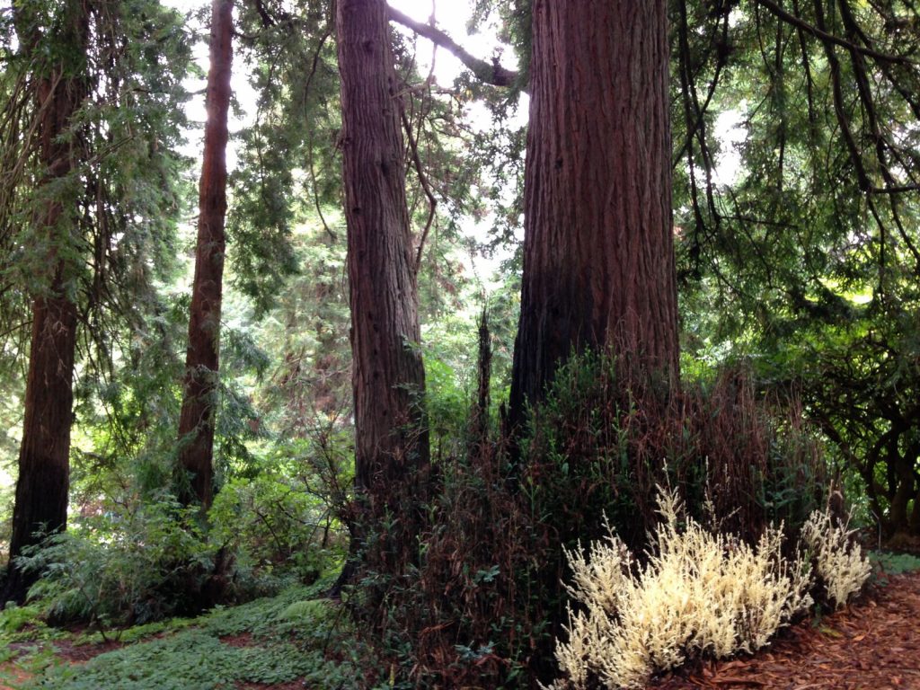See This Rare Albino Redwood In SF - Secret San Francisco