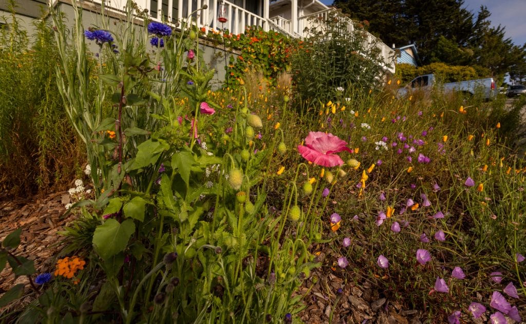 This SF Couple Plants Native Wildflowers In Neglected City Spaces ...