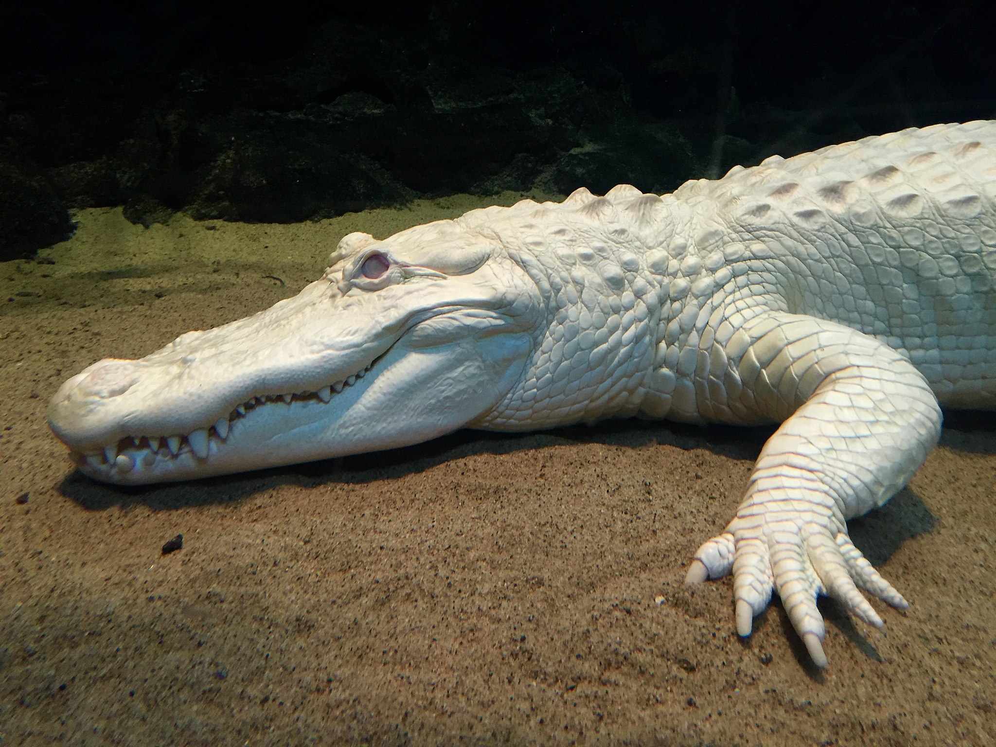 Meet Claude, The Academy Of Sciences' Albino Alligator - Secret San ...