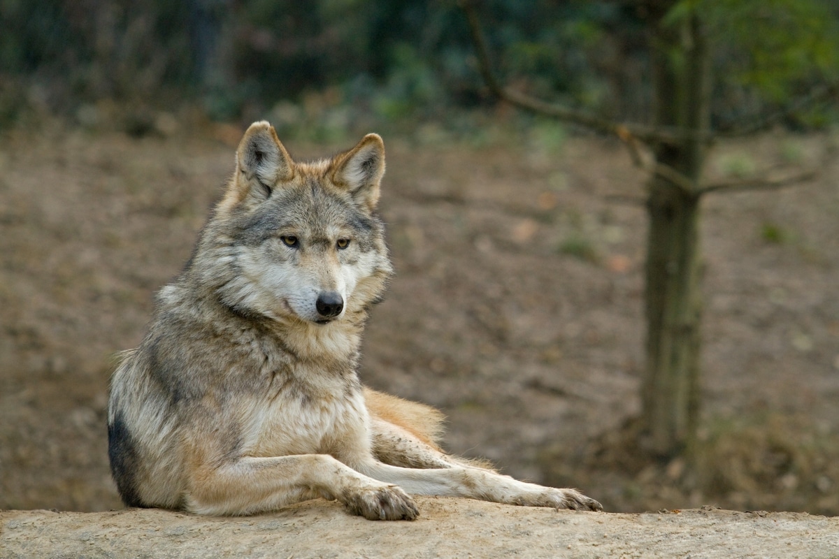 SF Zoo Has Named One Of Its New Gray Wolves 'Betty White'
