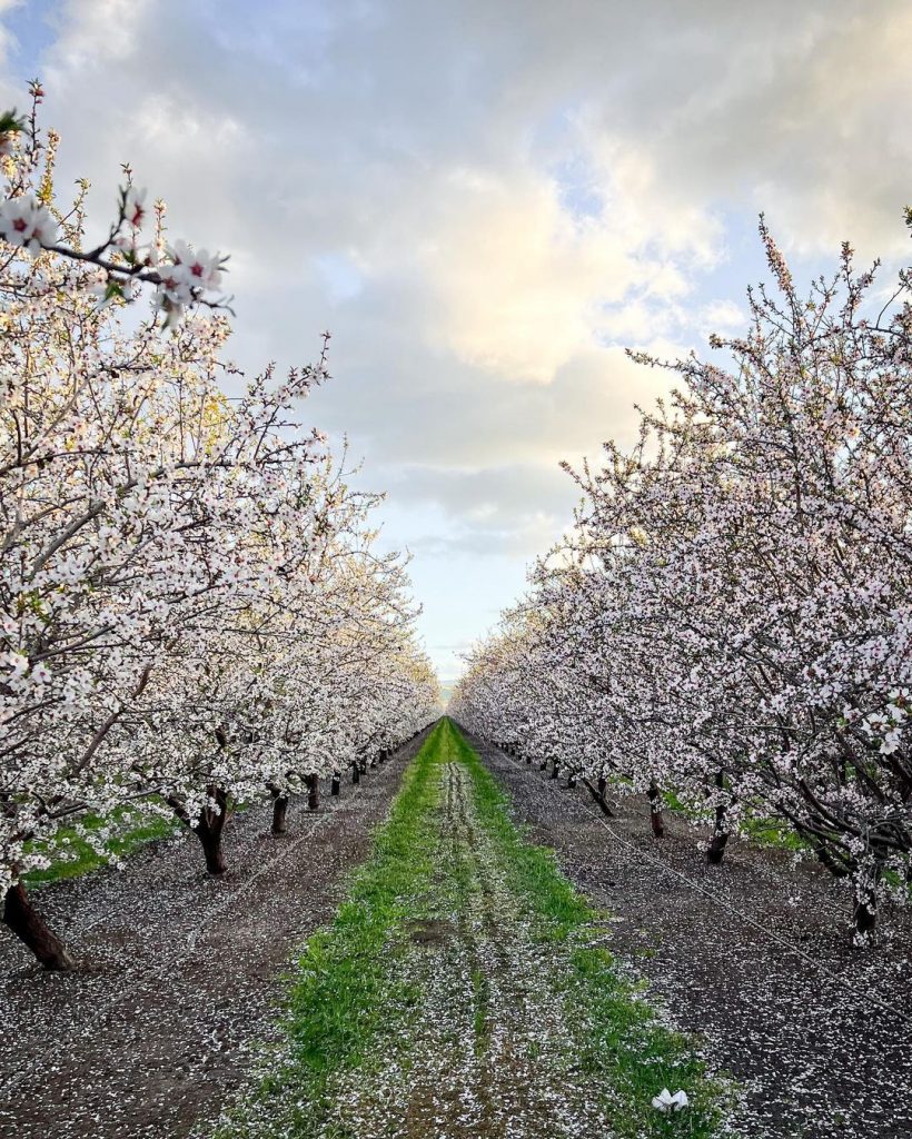 Thousands Of Almond Blossoms Are In Bloom Just An Hour From SF