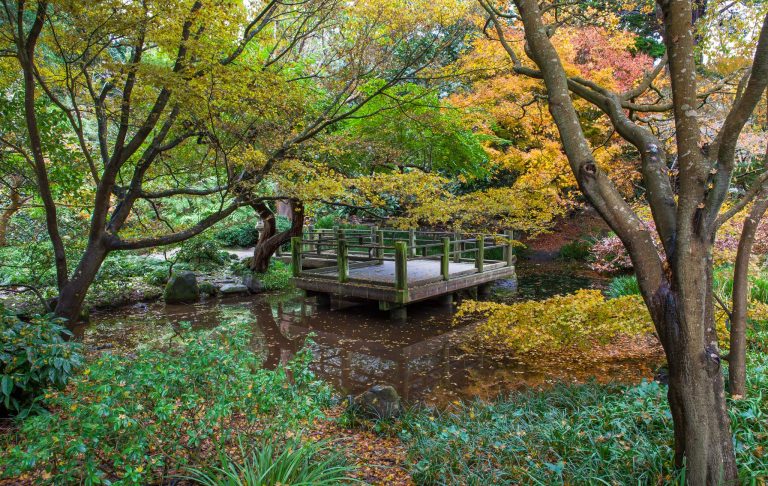 12 Bay Area Spots To See Fall Colors At Their Peak This Season
