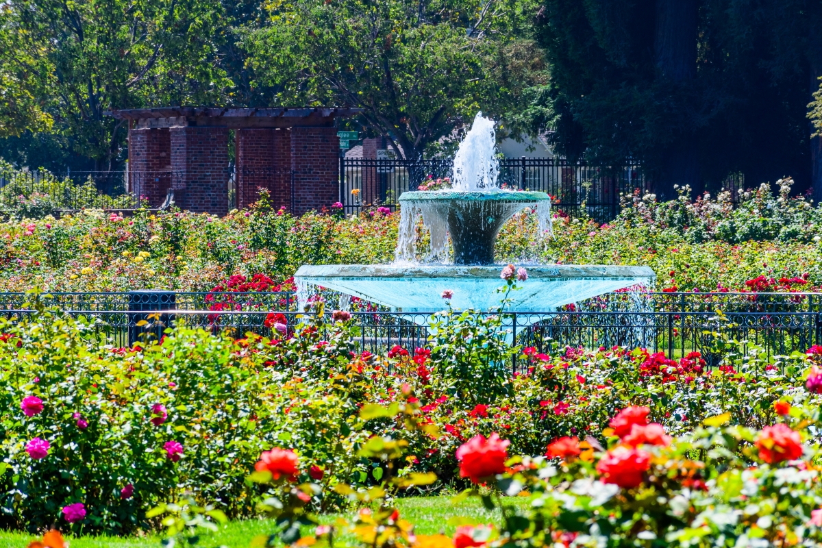 The San Jose Municipal Rose Garden Is Now In Bloom For 2024