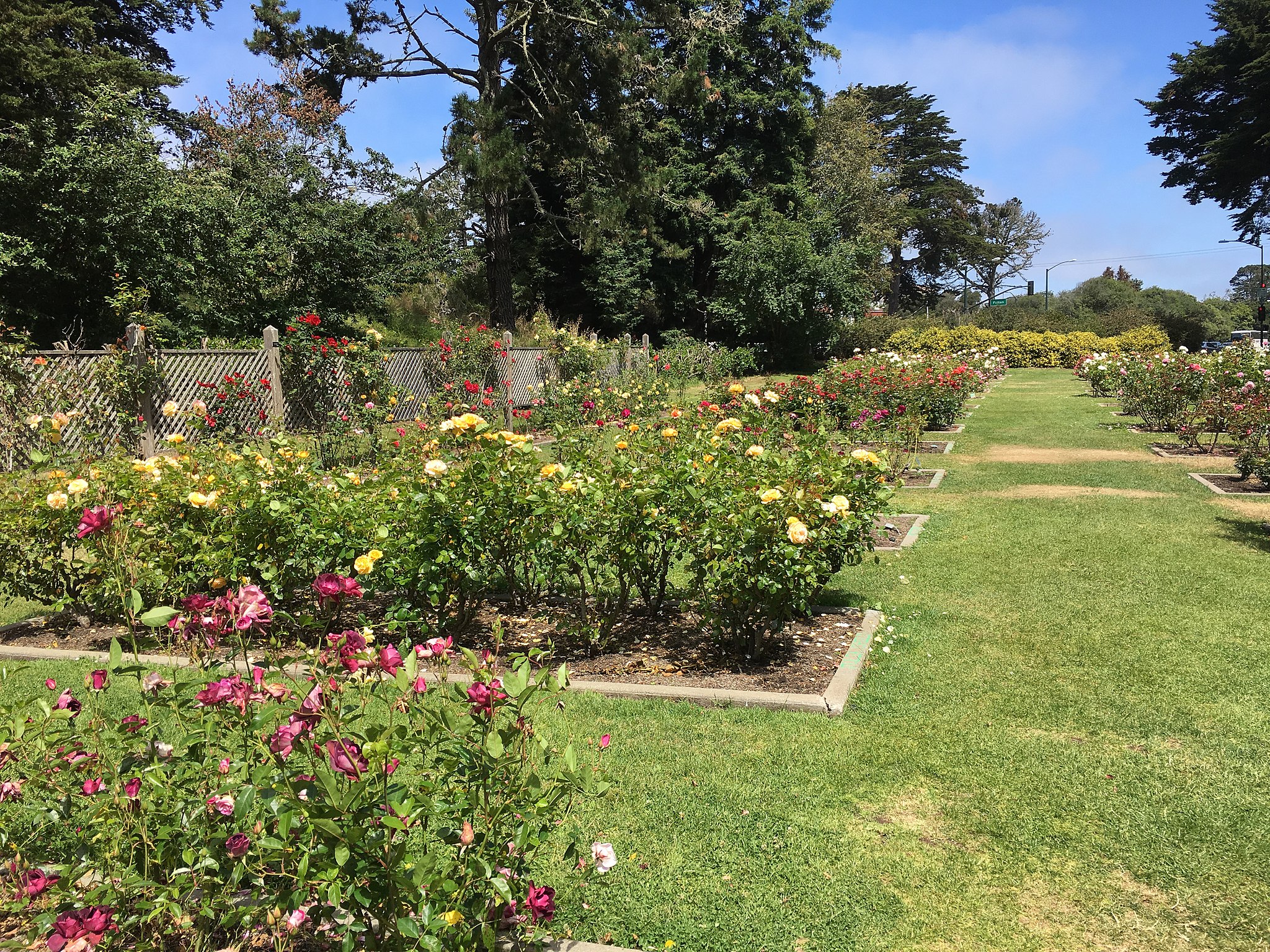 Golden Gate Park's Vibrant Rose Garden Is Entering Peak Bloom