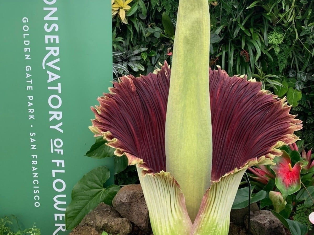 The Conservatory's Stinky Corpse Flower Is Blooming Now - Secret San ...