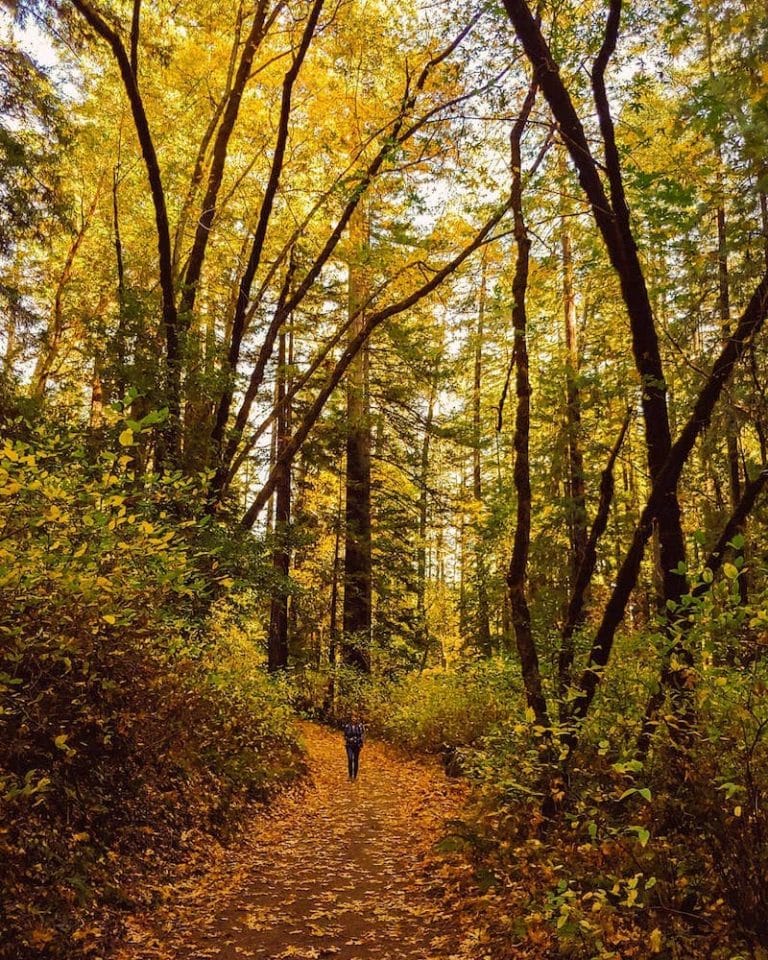 12 Bay Area Spots To See Fall Colors At Their Peak This Season