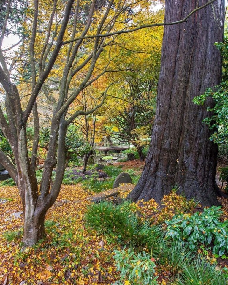10 Gorgeous Bay Area Spots To See Fall Colors In 2024