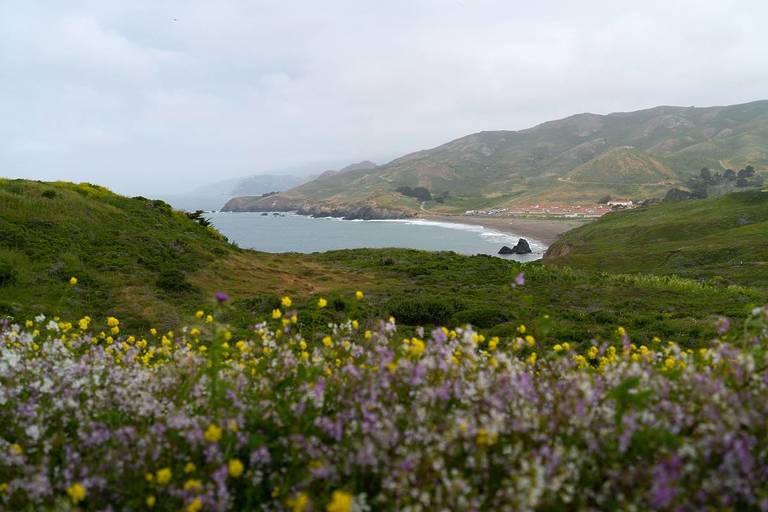 23 Best Places To See Bay Area Wildflowers In 2025