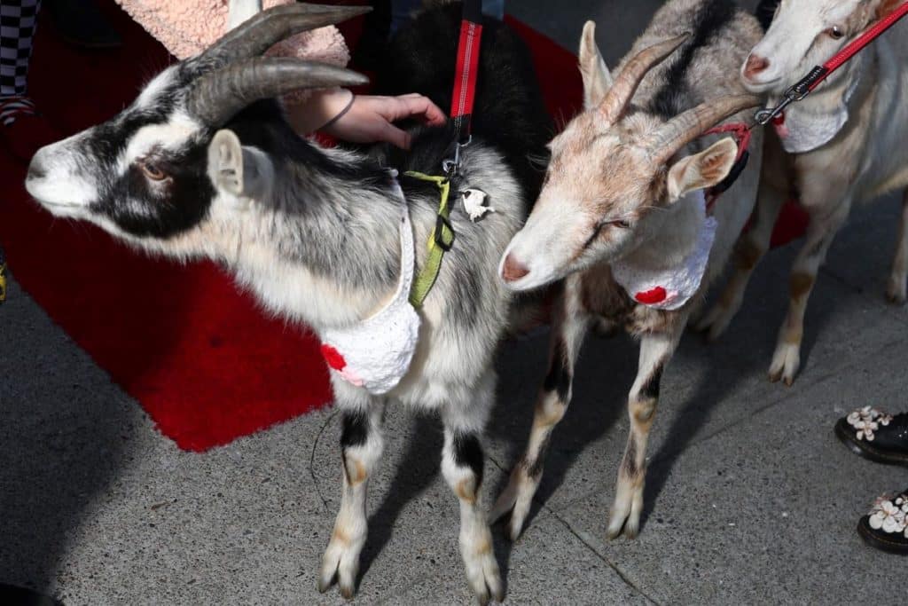 What To Know About SF's Valentine's Day Goat Fashion Show