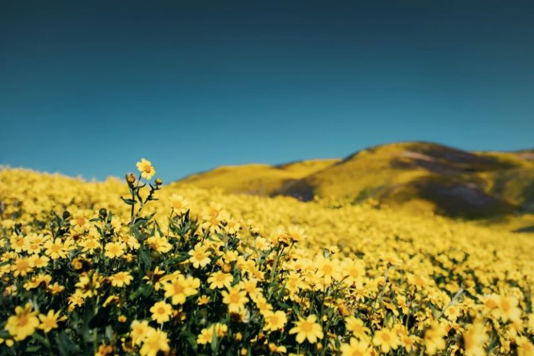 23 Best Places To See Bay Area Wildflowers In 2025