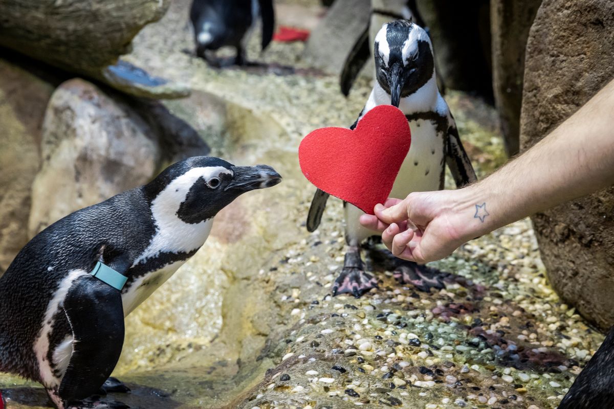 Watch Penguin Couples Exchange Valentines In San Francisco