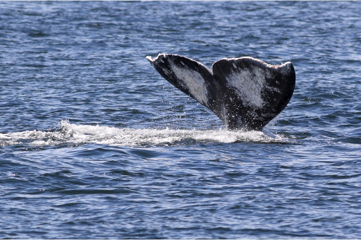 First 2023 Gray Whale Spotted In SF Bay