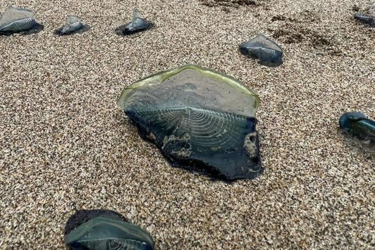 Velella Velella Or "By The Wind Sailors" Wash Up In SF Bay Area