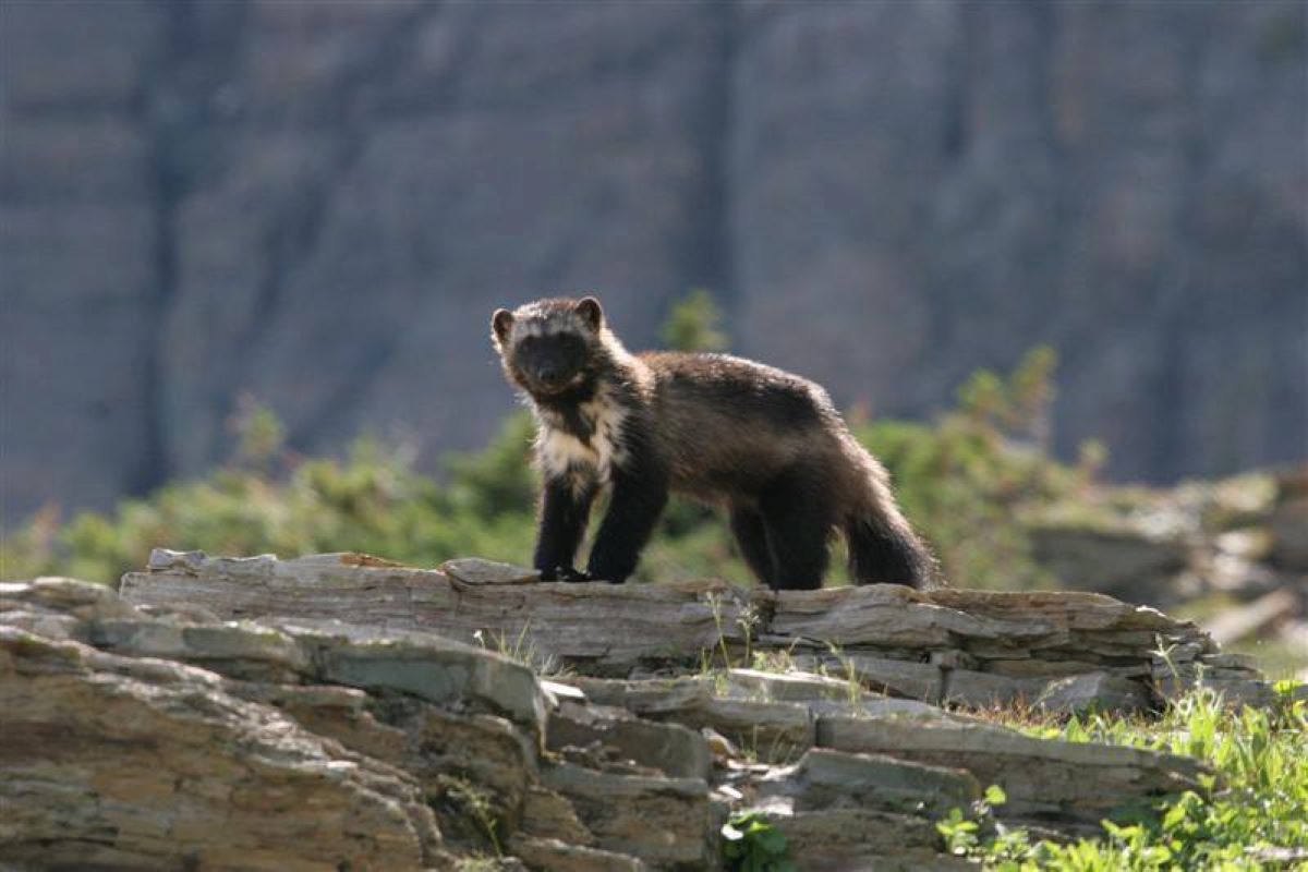 Second Wolverine In Over A Century Spotted In California