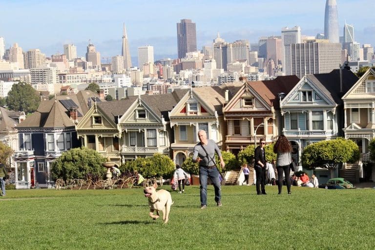 10 Wonderful Dog Parks In San Francisco - Secret San Francisco