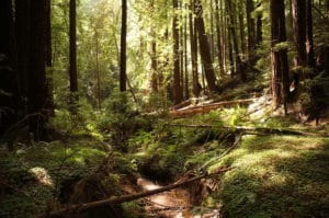 10 Forests Near San Francisco Perfect For Admiring Redwoods