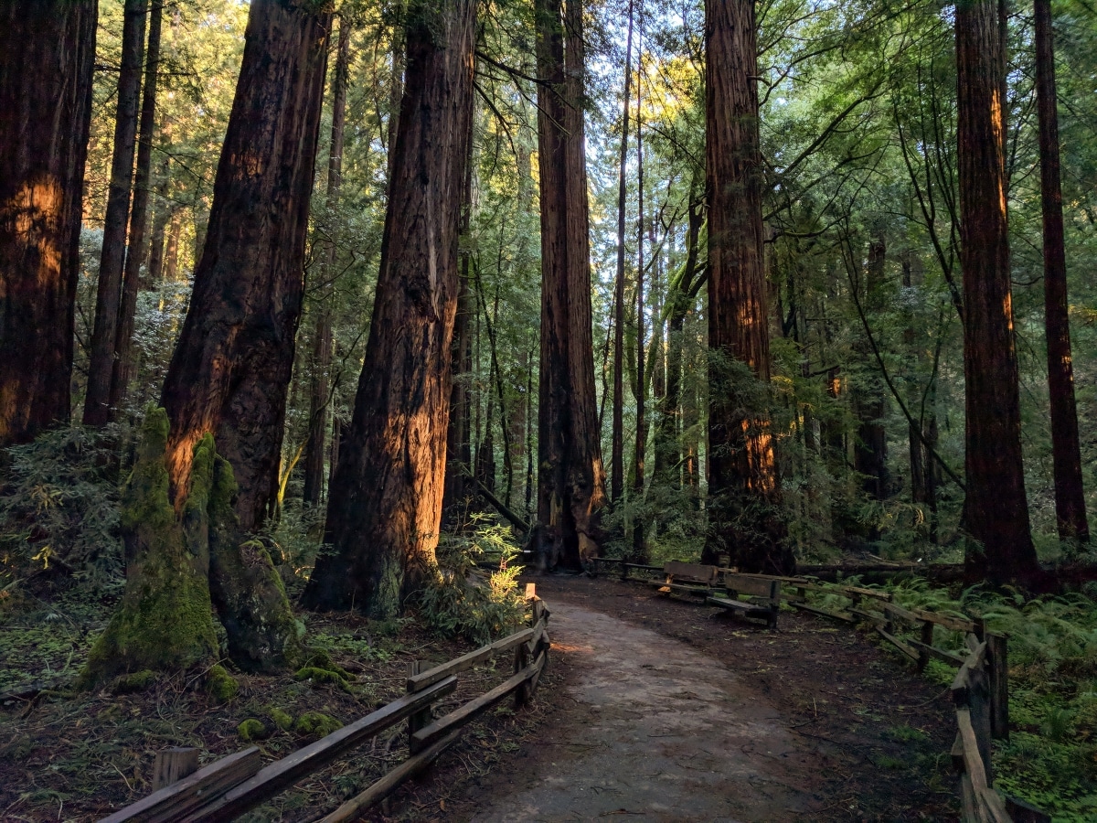 10 Forests Near San Francisco Perfect For Admiring Redwoods