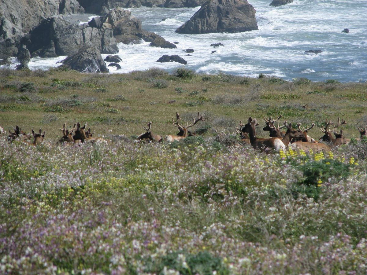 This Scenic Point Reyes Hike Is Perfect For Seeing Tule Elk