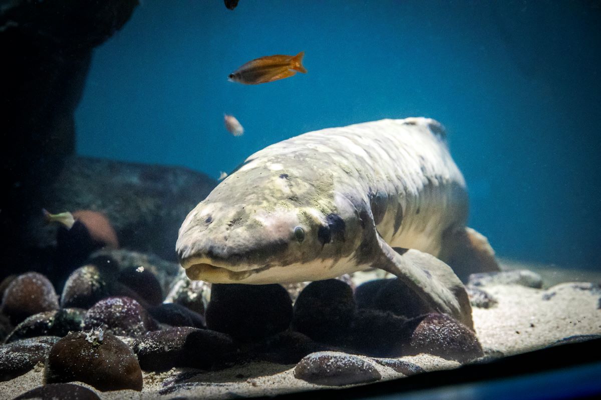 San Francisco's Methuselah Is The World's Oldest Aquarium Fish