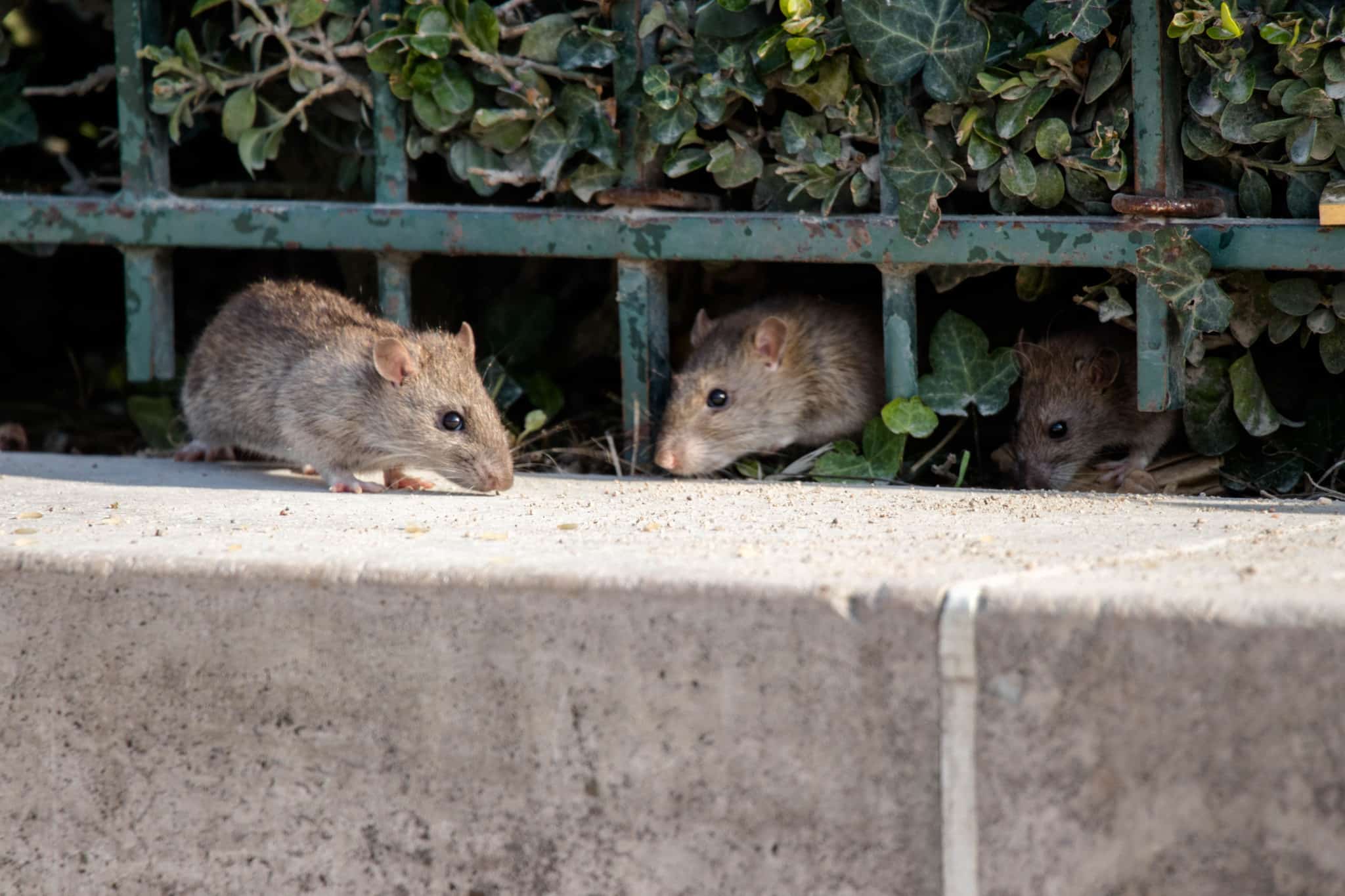 SF Remains One Of The Rattiest Cities In The US