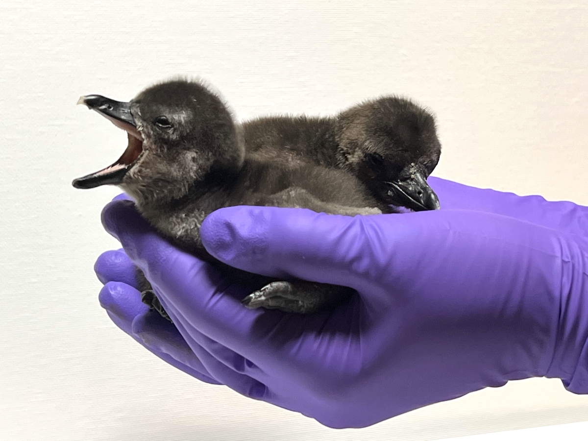 There's A "Penguin Baby Boom" At the Academy of Sciences